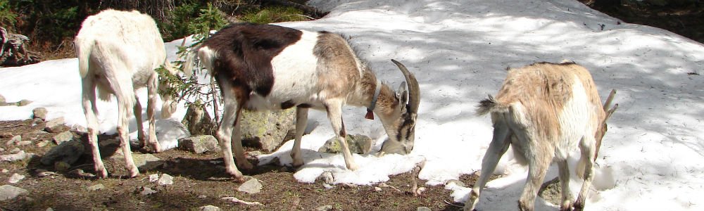 Pack Goat Rental & Training Services | High Uinta Pack Goats